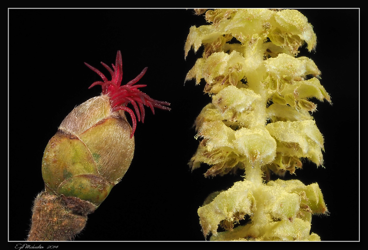 Hassel Corylus Avellana