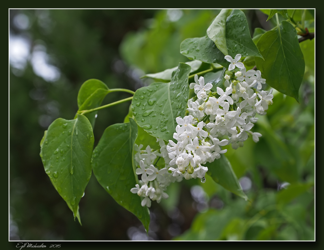 Syrin (Syringa vulgaris)