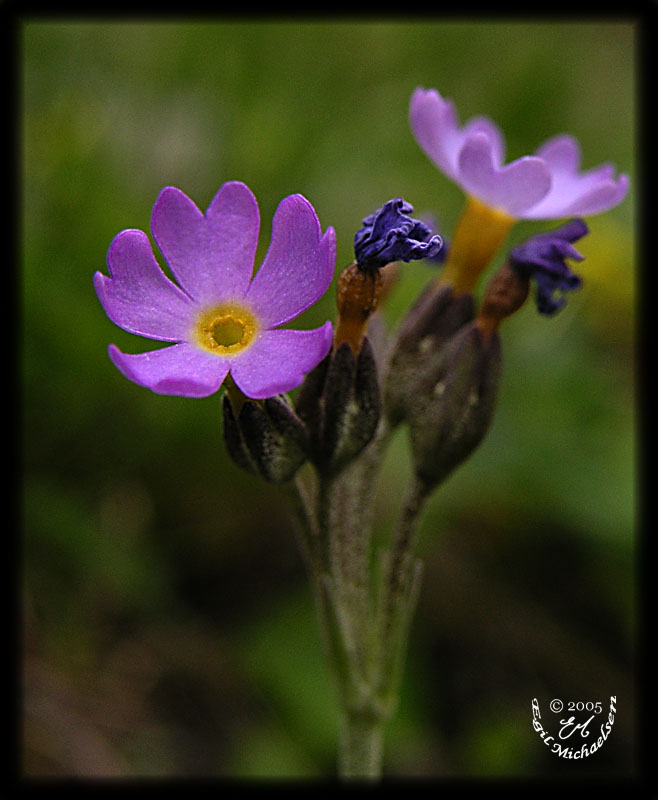 Fjellnøkleblom (Primula scandinavica )
