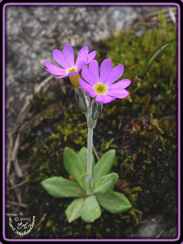 Fjellnøkleblom (Primula scandinavica )
