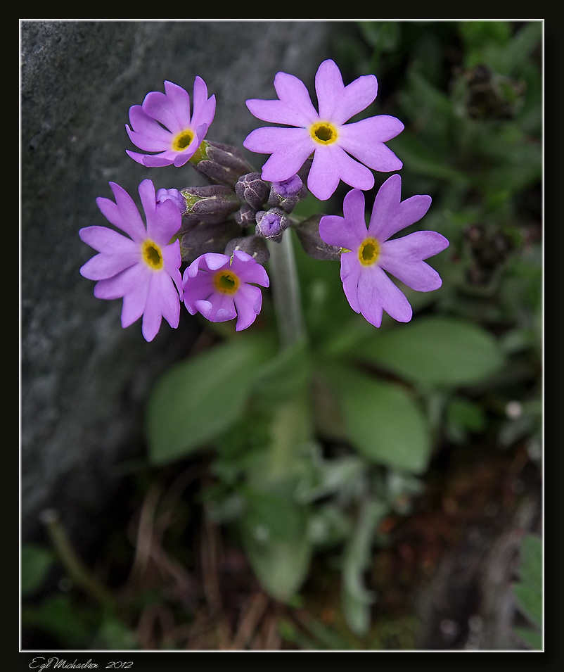 Fjellnøkleblom (Primula scandinavica )