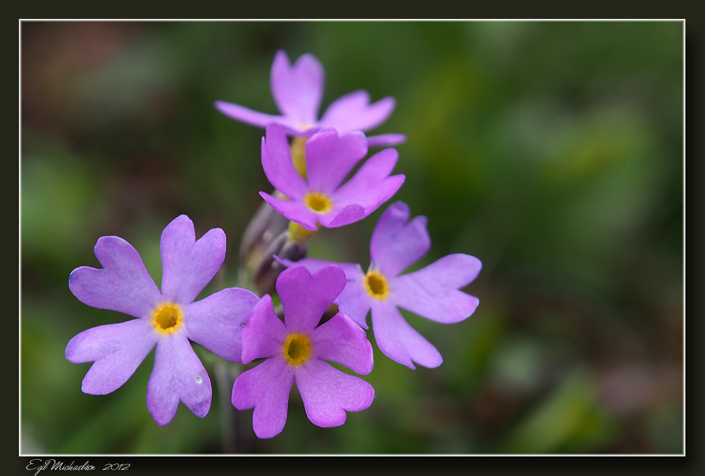 Fjellnøkleblom (Primula scandinavica )