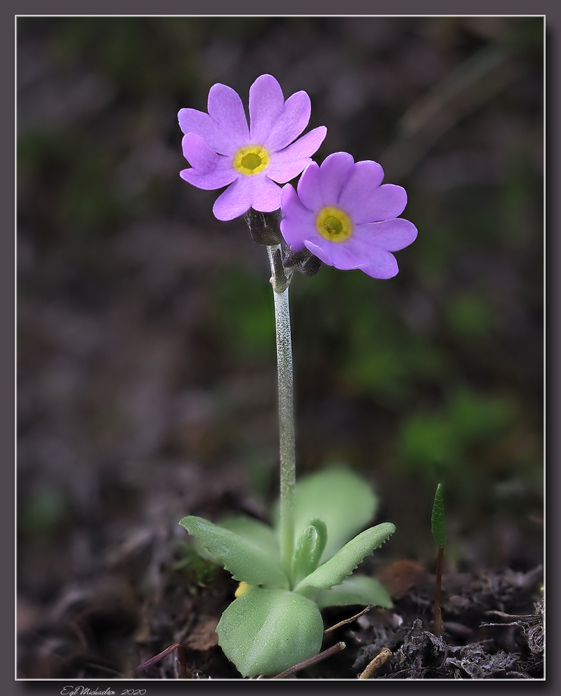 Fjellnøkleblom (Primula scandinavica )