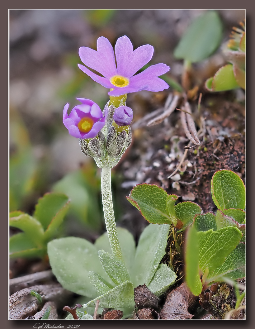 Fjellnøkleblom (Primula scandinavica )
