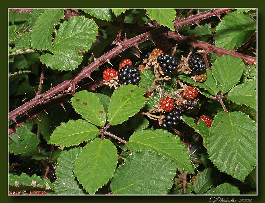 Fløyelsbjørnebær (Rubus vestitus)
