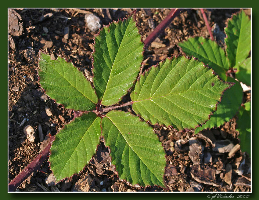 Fløyelsbjørnebær (Rubus vestitus)