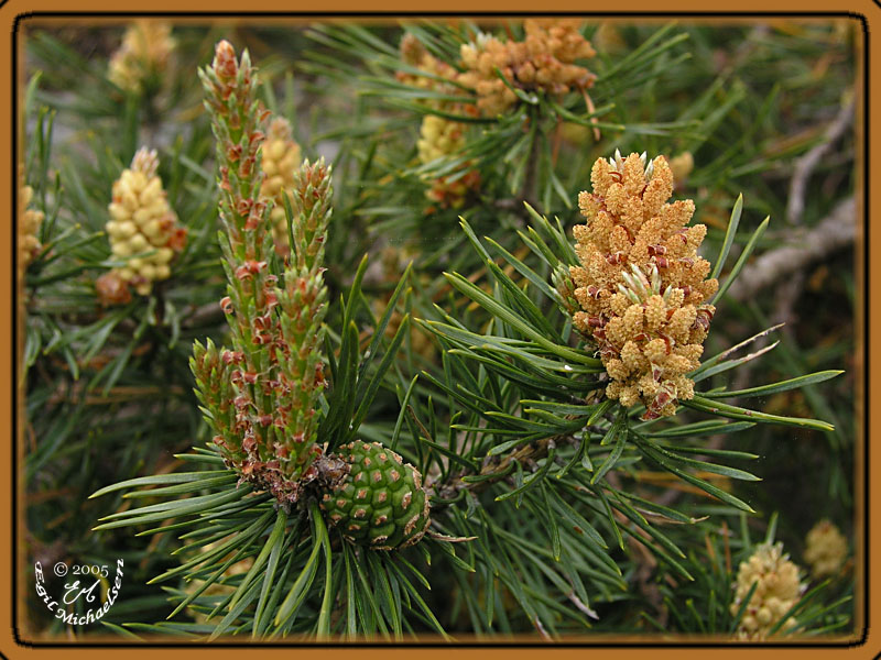 Furu (Pinus sylvestris)