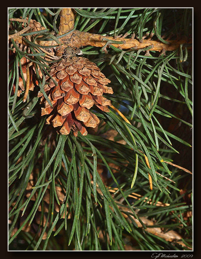 Furu (Pinus sylvestris)