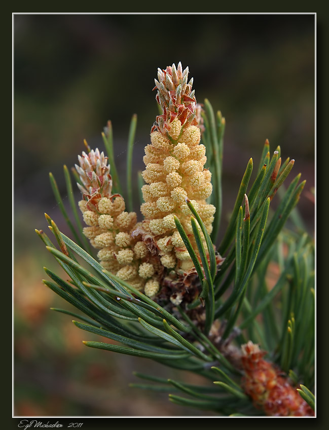 Furu (Pinus sylvestris)