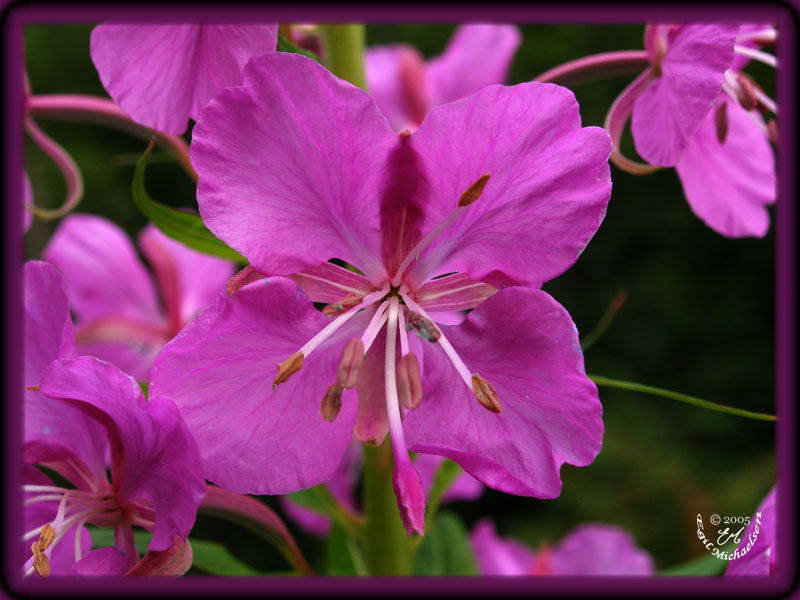 Geitrams (Epilobium angustifolium)
