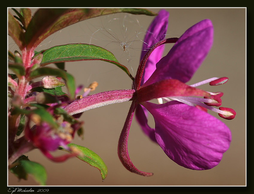 Geitrams (Epilobium angustifolium)