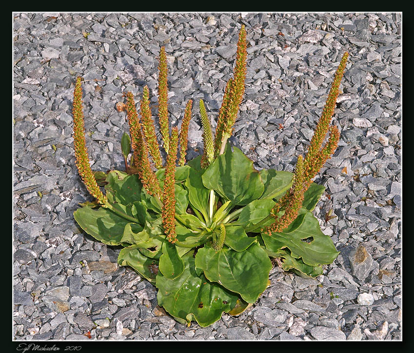 Groblad (Plantago major)