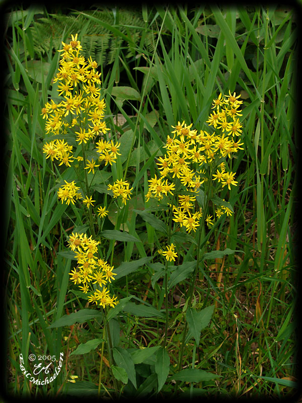 Gullris (Solidago virgaurea)