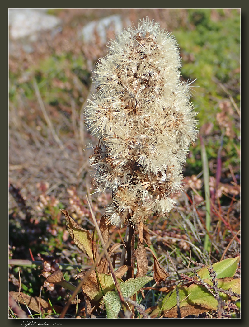 Gullris (Solidago virgaurea)