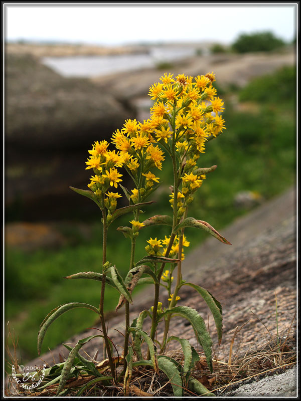 Gullris (Solidago virgaurea)