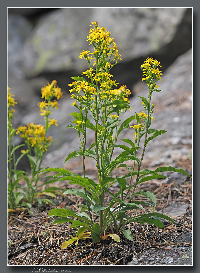 Gullris (Solidago virgaurea)