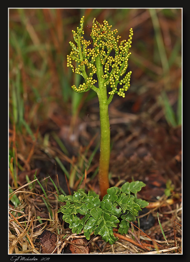 Høstmarinøkkel (Botrychium multifidum)