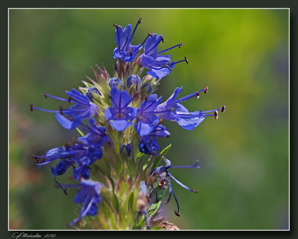 Isop (Hyssopus officinalis)