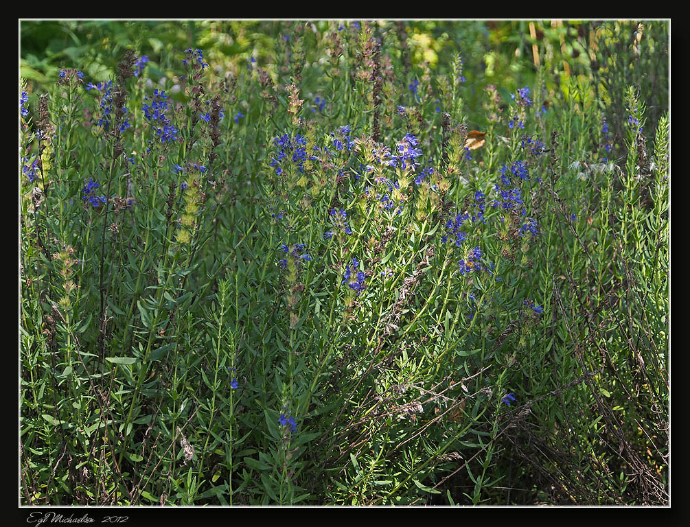 Isop (Hyssopus officinalis)