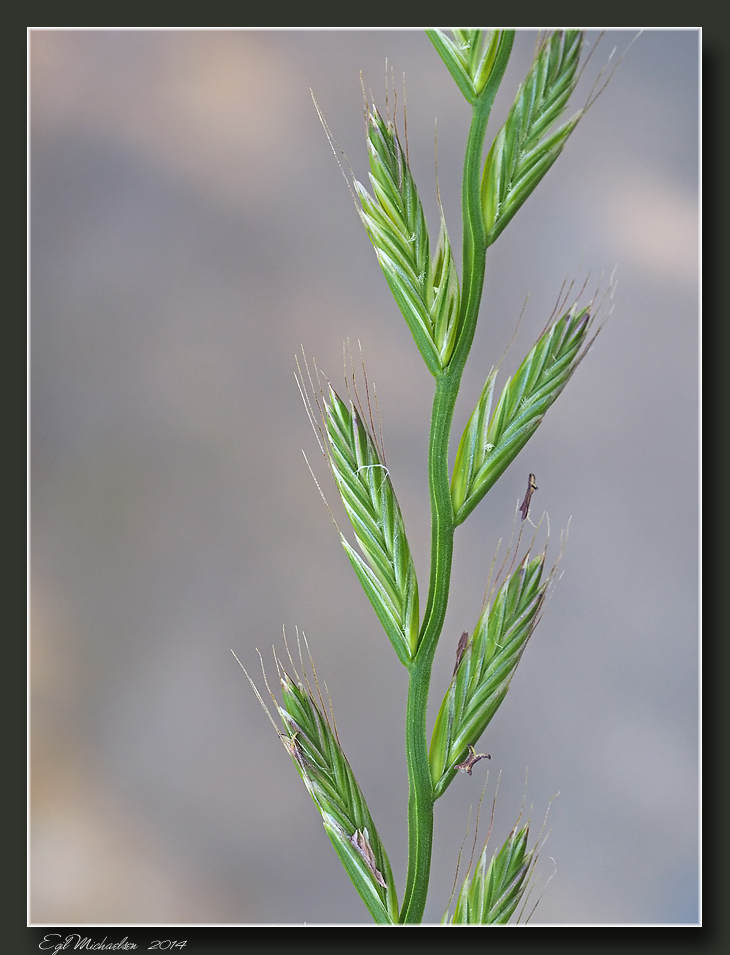 Italiensk raigras (Lolium multiflorum)