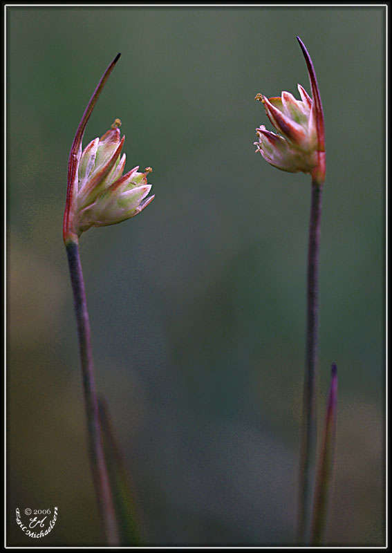 Nøkkesiv (Juncus stygius)