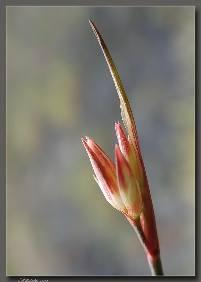 Nøkkesiv (Juncus stygius)