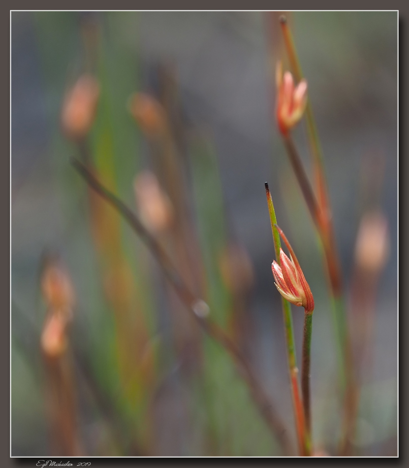 Nøkkesiv (Juncus stygius)