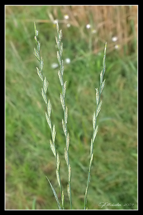 Raigras (Lolium perenne)