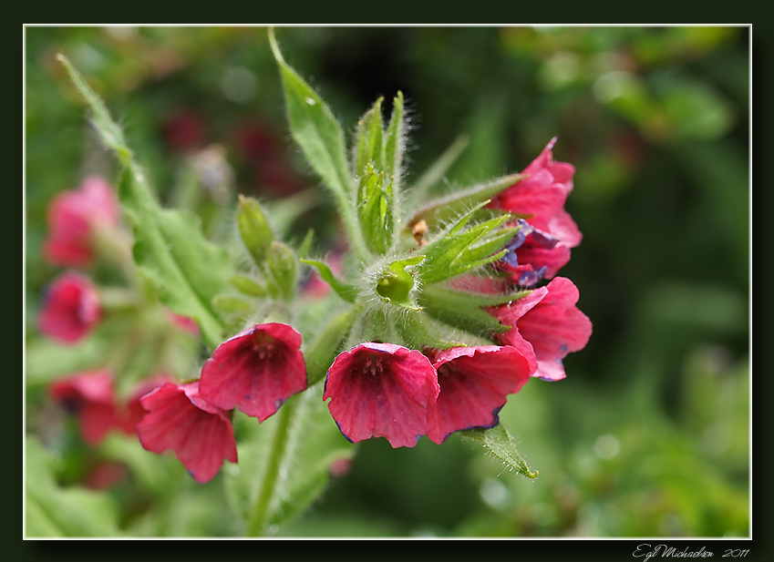 Rød lungeurt (Pulmonaria rubra)