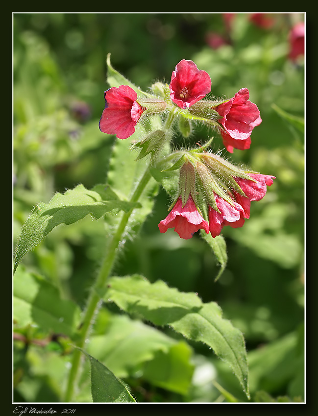Rød lungeurt (Pulmonaria rubra)