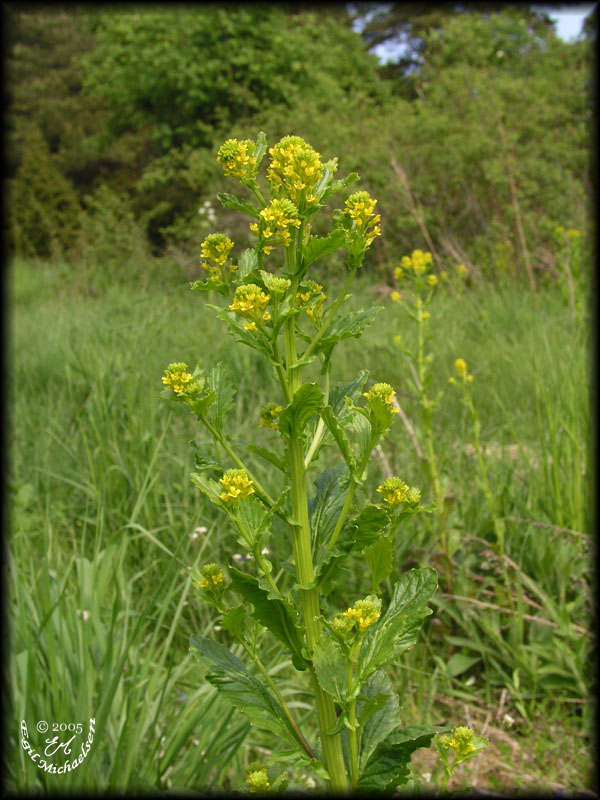 Stakekarse (Barbarea stricta)