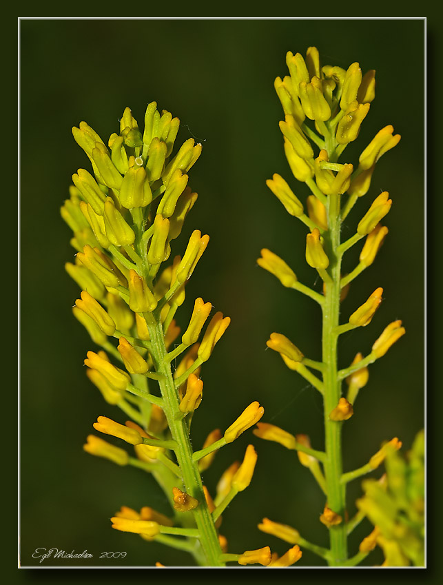 Stakekarse (Barbarea stricta)