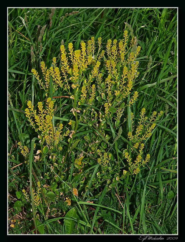 Stakekarse (Barbarea stricta)