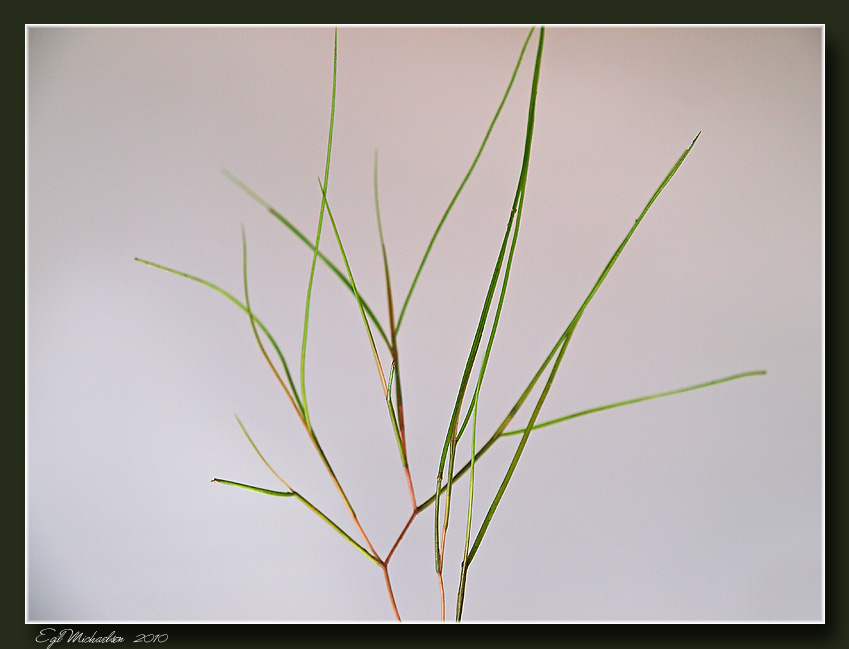 Trådtjønnaks (Stuckenia filiformis)