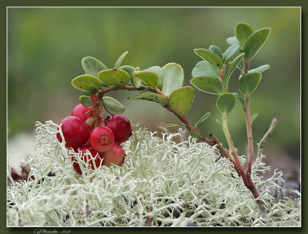 Tyttebær (Vaccinium vitis-idaea )
