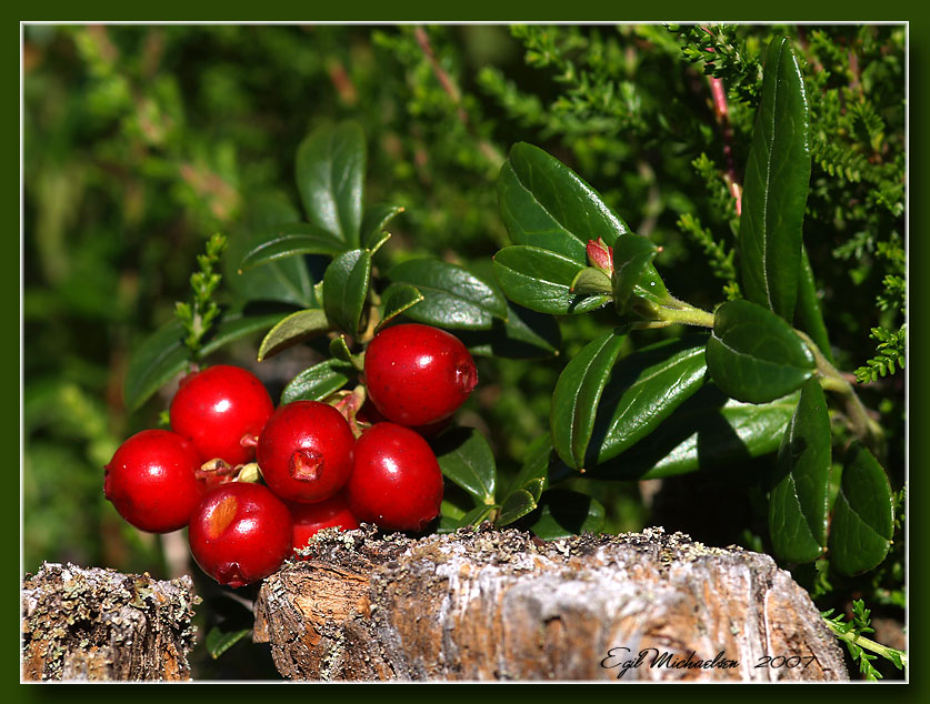 Tyttebær (Vaccinium vitis-idaea )