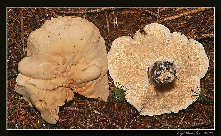 Blek piggsopp (Hydnum repandum)