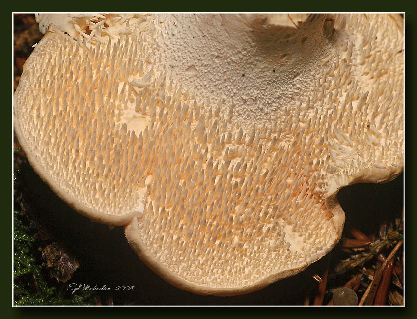 Blek piggsopp (Hydnum repandum)