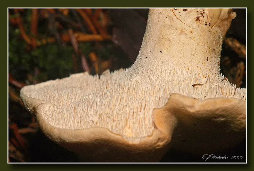 Blek piggsopp (Hydnum repandum)