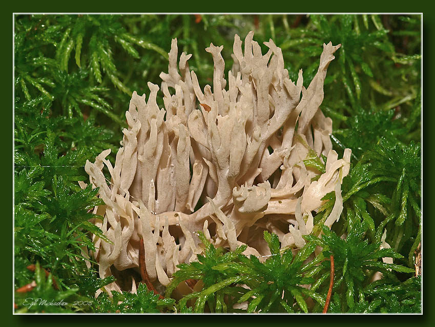 Grå fingersopp (Clavulina cinerea)