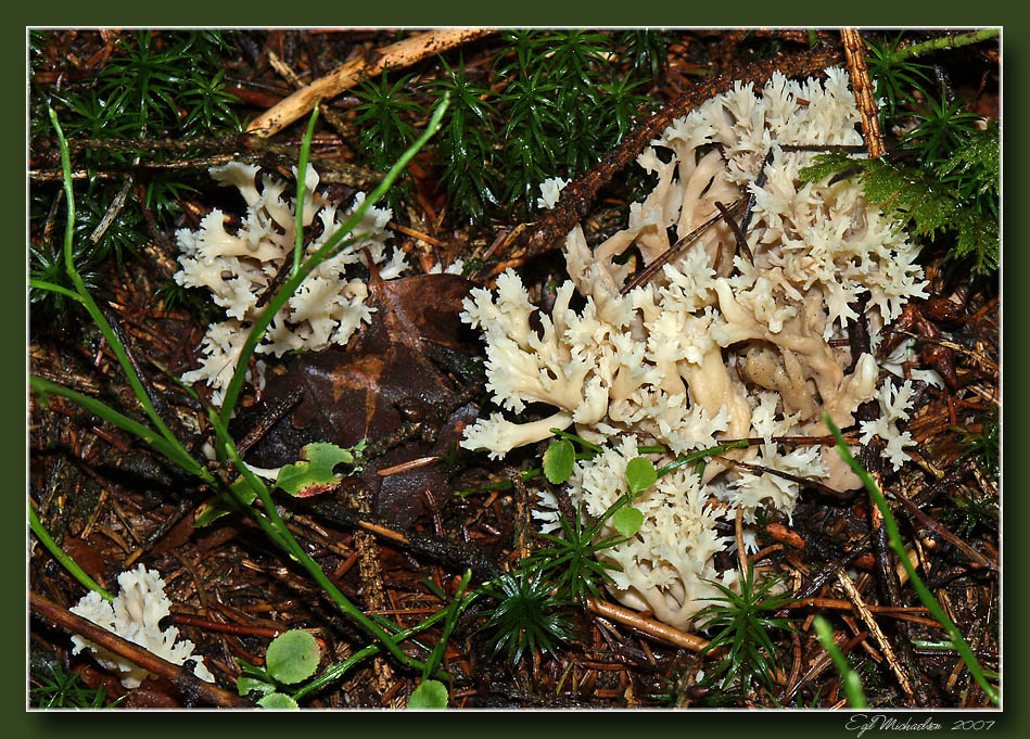 Grå fingersopp (Clavulina cinerea)