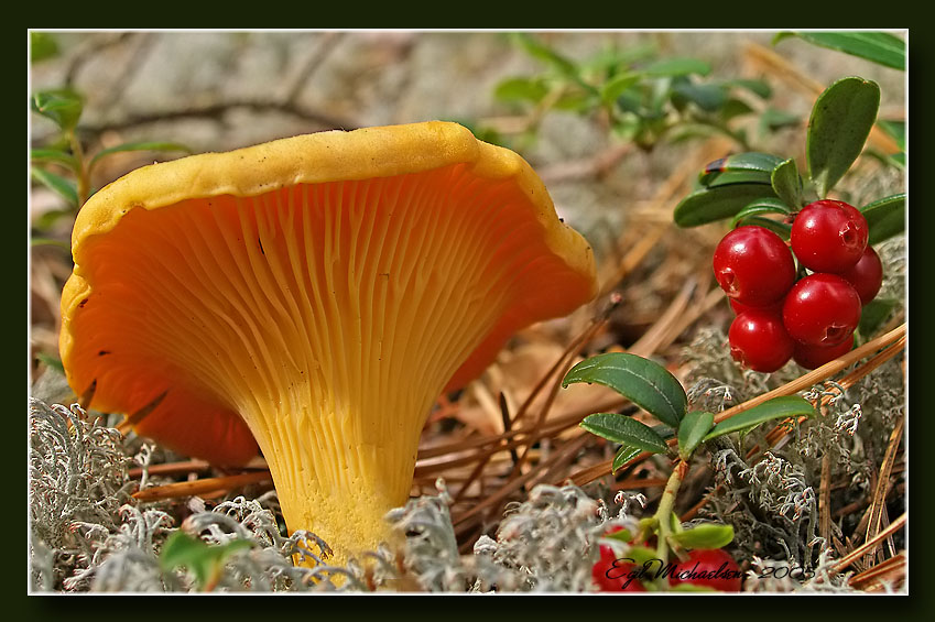 Kantarell (Cantharellus cibarius)