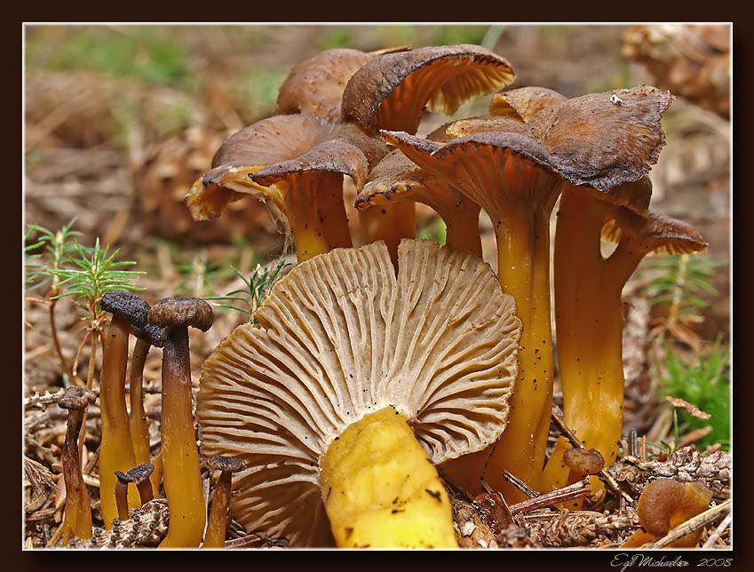 Traktkantarell (Cantharellus tubaeformis)